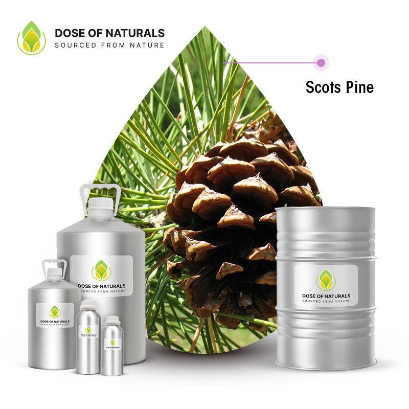 Scotch Pine Essential Oil for Clarity & Freshness | Dose of Naturals ...